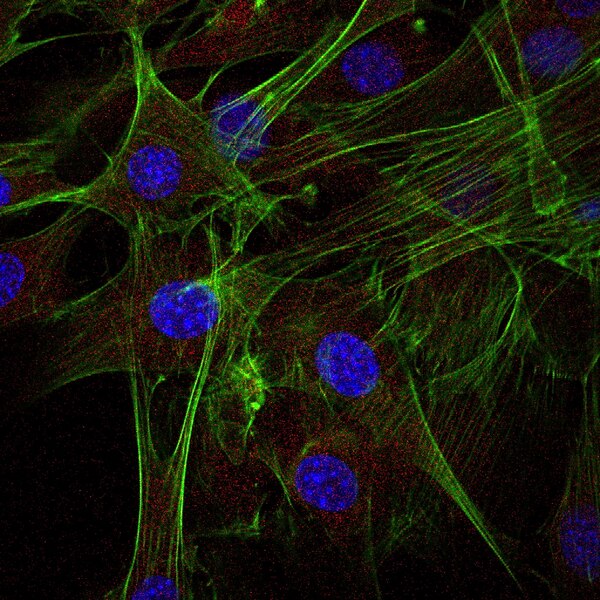 Anti-Actin Antibody, Alexa Fluor® 647 Conjugate | ABT1485-AF647